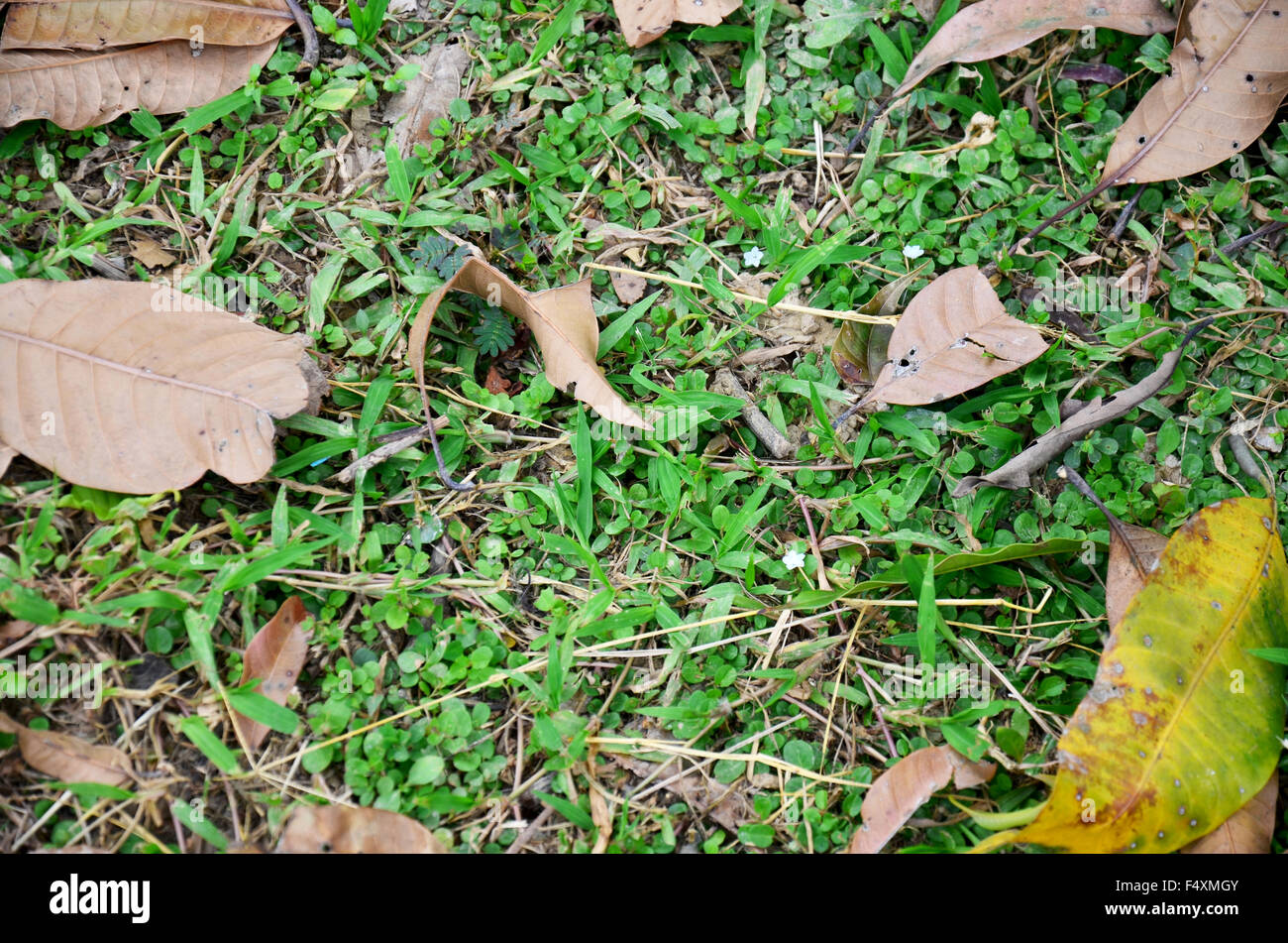 Grass and leaf background on floor in garden Stock Photo - Alamy