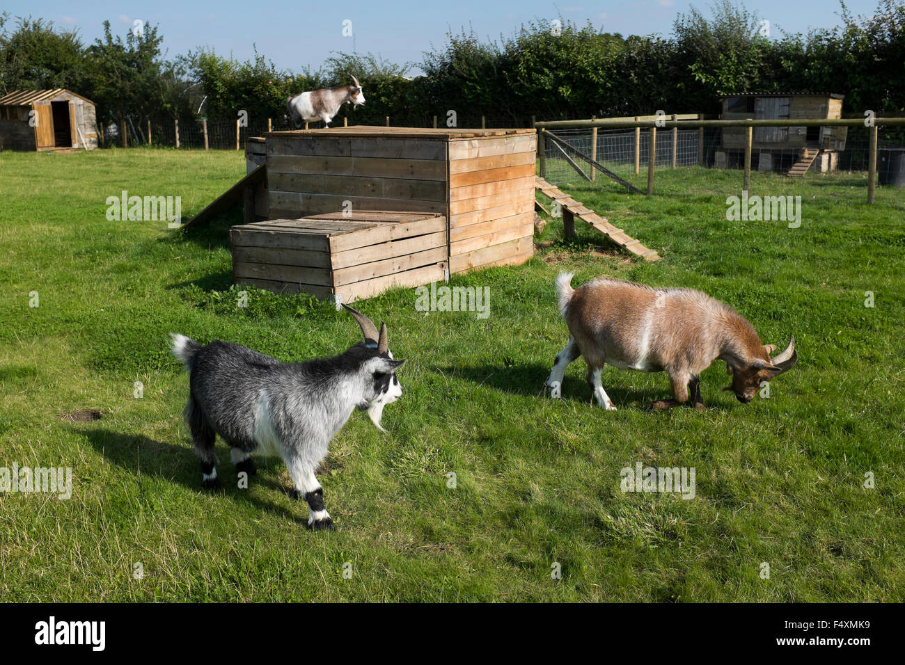 Goats in Pen Stock Photo - Alamy