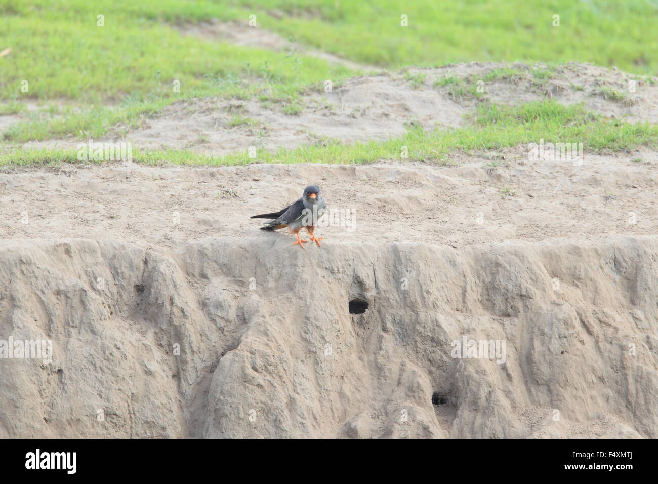 Amur Falcon (Falco amurensis) in North China Stock Photo - Alamy