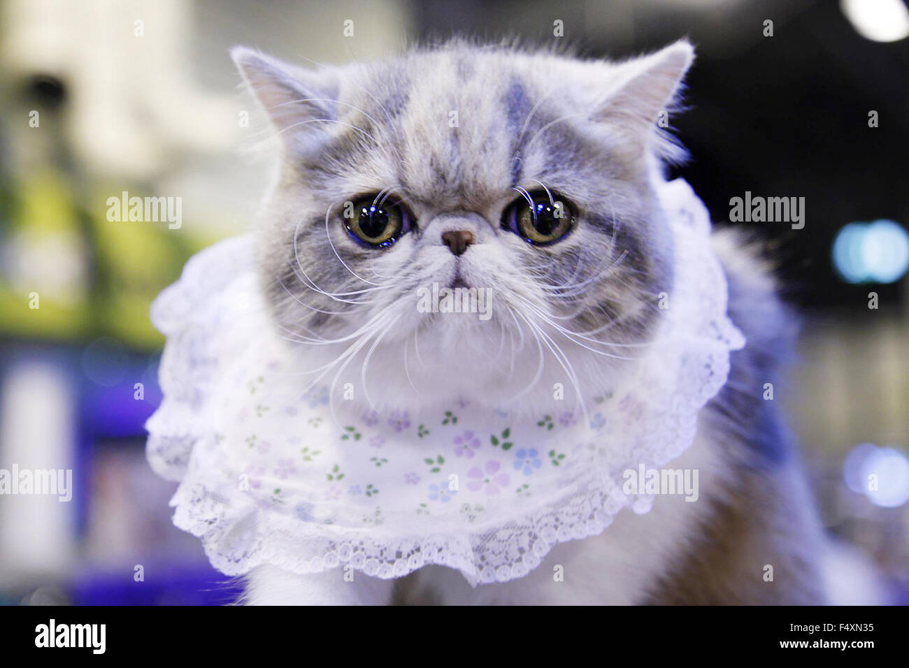 Birmingham, UK. 24th Oct, 2015. 39th Supreme Cat Show held at the NEC ...