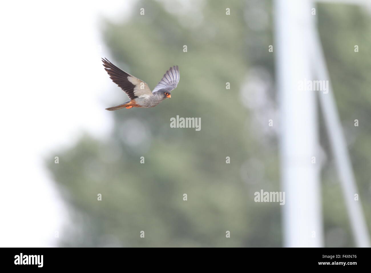 Amur Falcon (Falco amurensis) in North China Stock Photo - Alamy