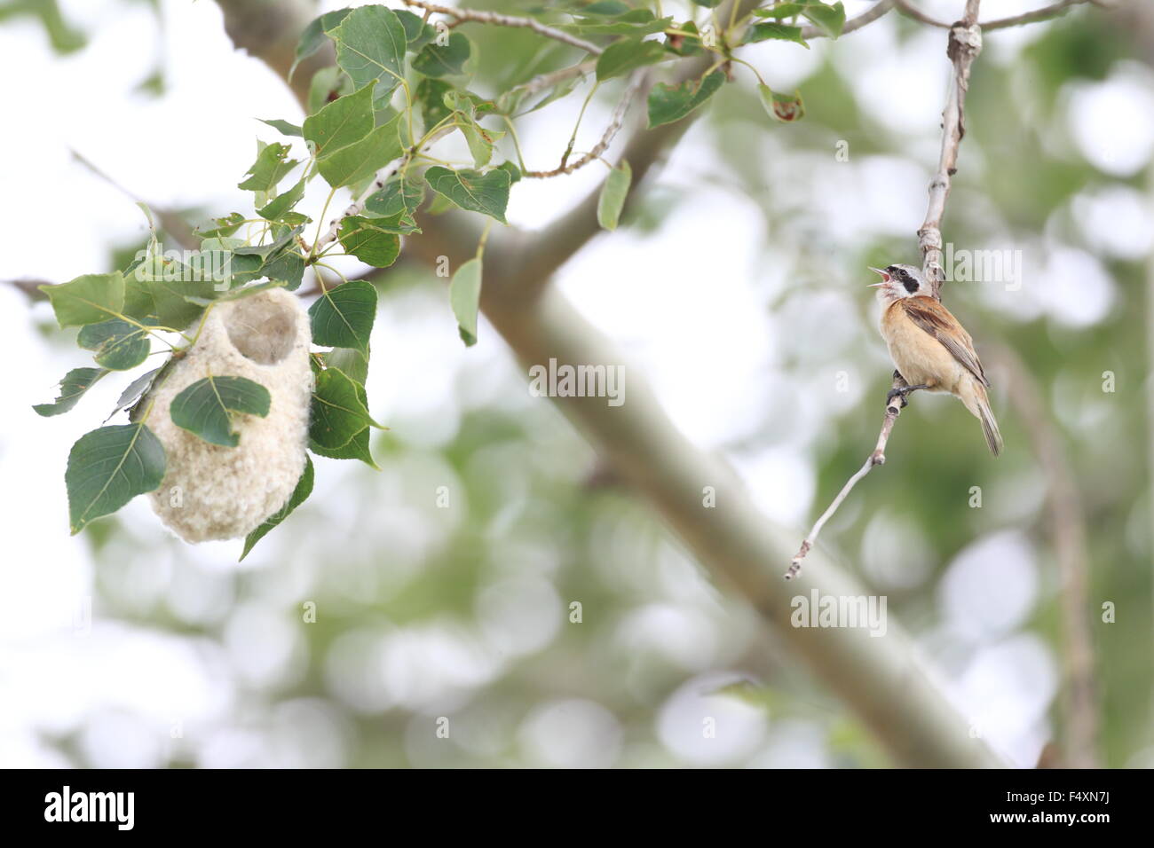 Chinese Penduline Tit (Remiz consobrinus) nesting in North China Stock ...