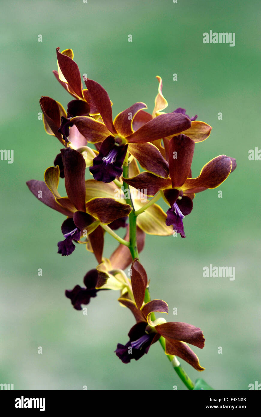 orchid Dendrobium against blurred background Stock Photo - Alamy