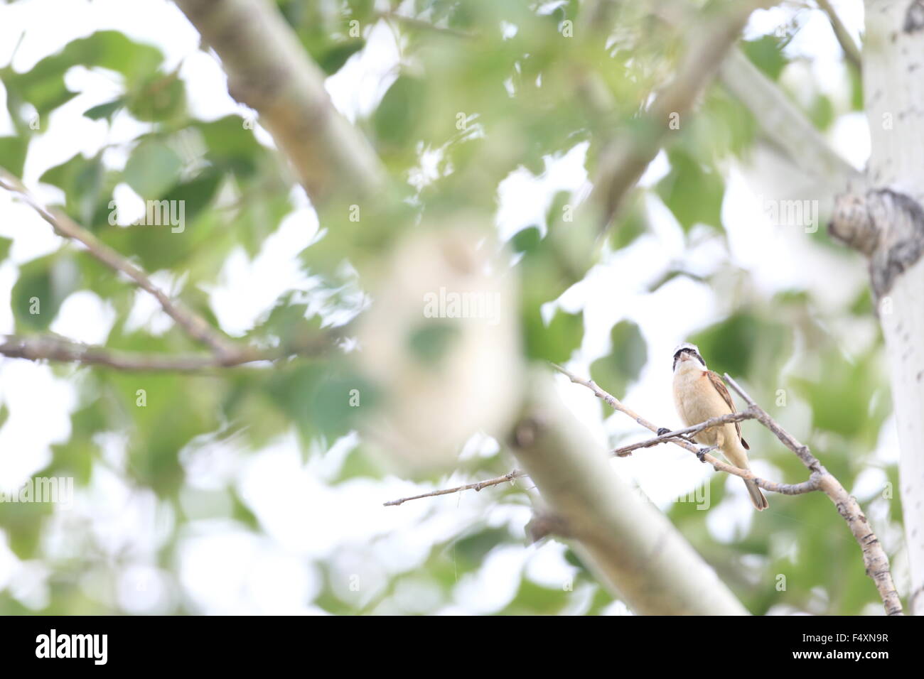 Chinese Penduline Tit (Remiz consobrinus) nesting in North China Stock ...