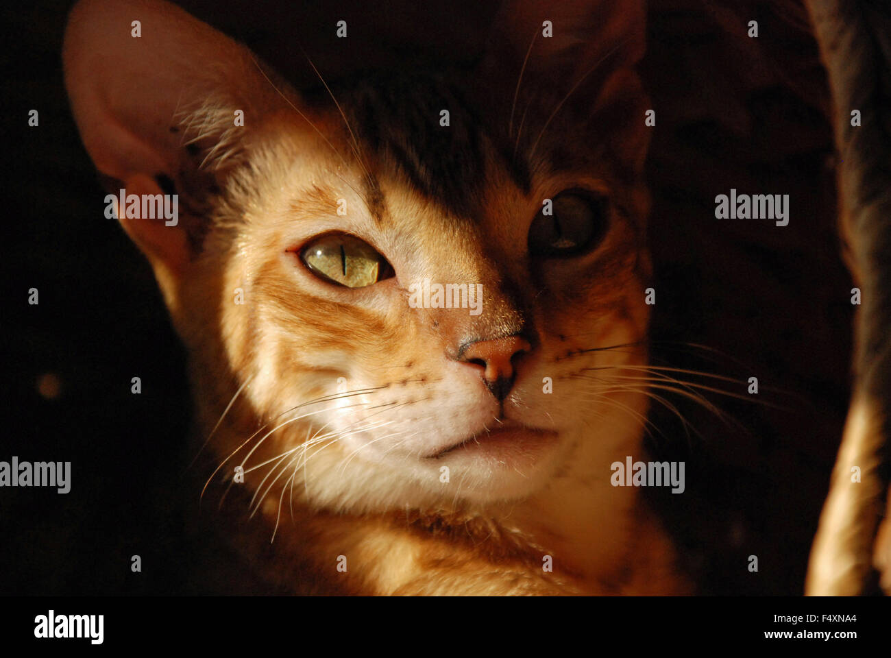 Bengal cat Leon relaxing sun and shade feline profile in the wicker cat ...