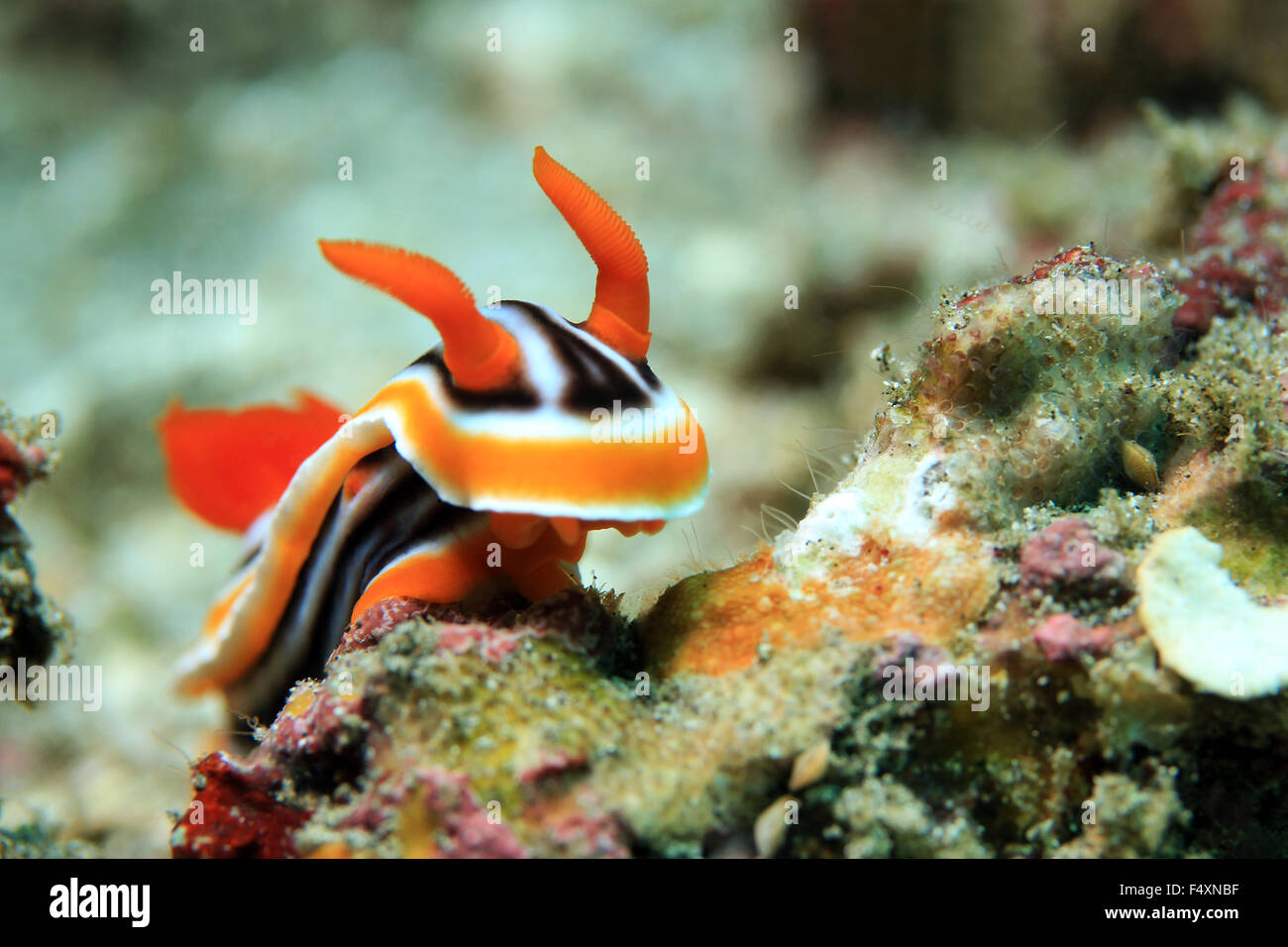 Magnificent Chromodoris (Chromodoris Magnifica). Padang Bai, Bali ...