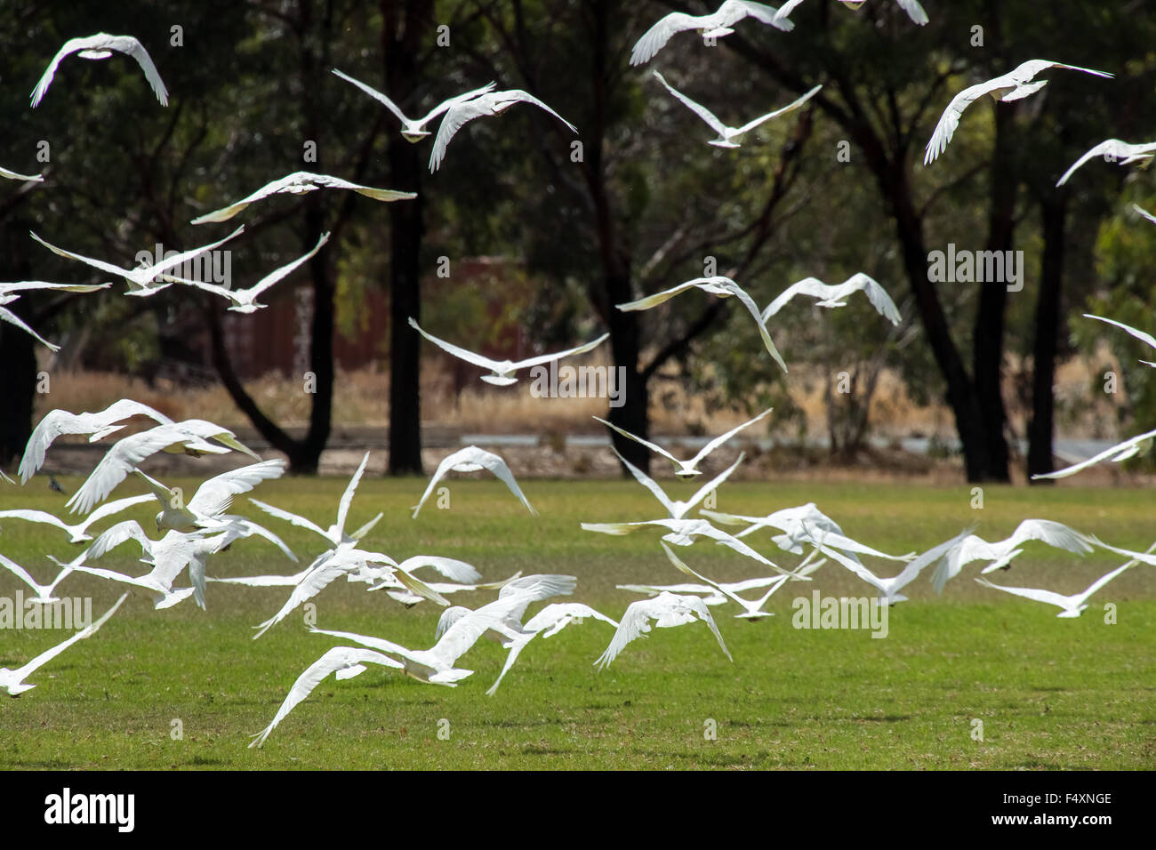Western corella (Cacatua pastinator pastinator), or Western Long-billed ...