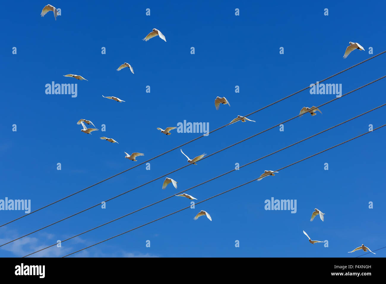 Western corella (Cacatua pastinator pastinator), or Western Long-billed ...