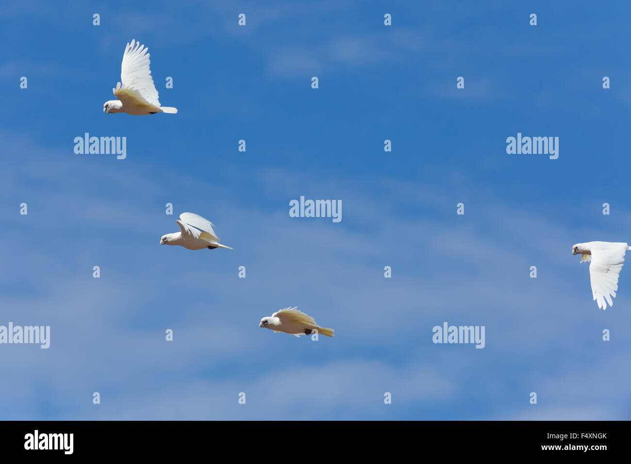 Long billed corellas hi-res stock photography and images - Alamy