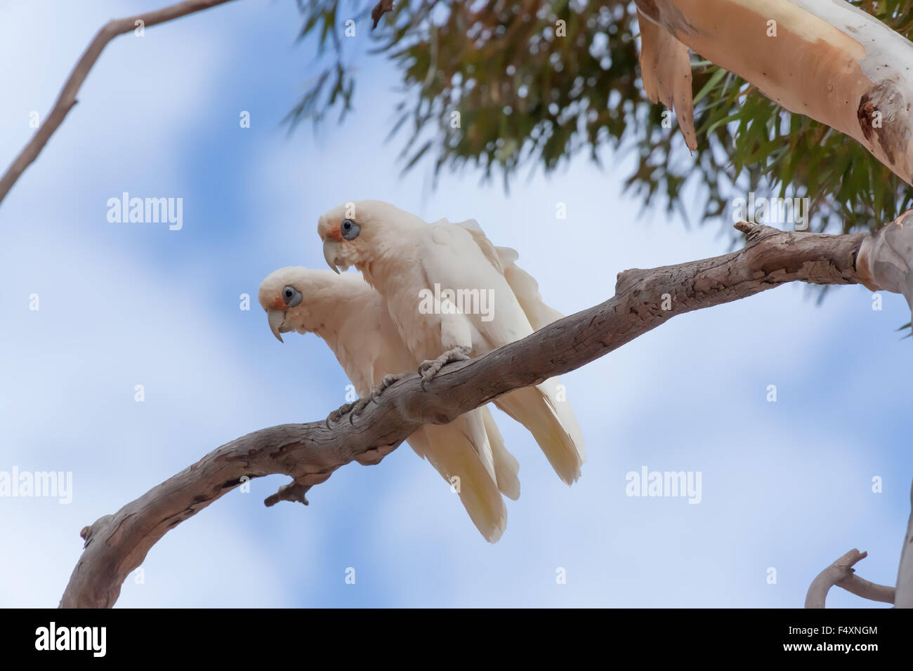 Western corella (Cacatua pastinator pastinator), or Western Long-billed ...