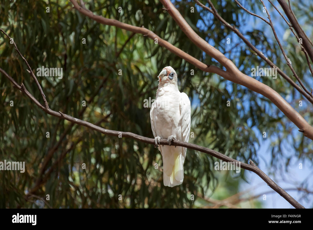 Endemic birdlife australia hi-res stock photography and images - Alamy