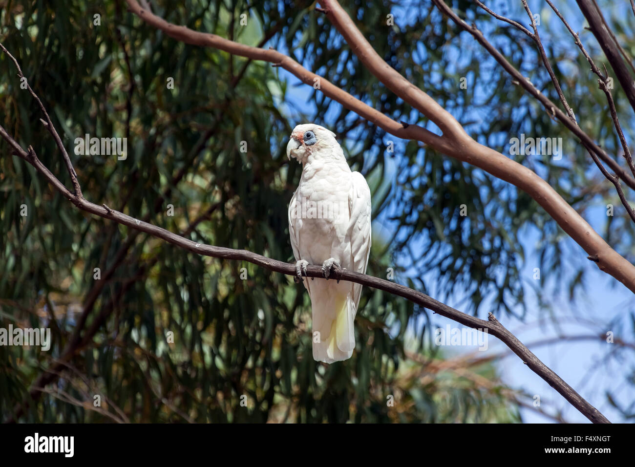 Western corella (Cacatua pastinator pastinator), or Western Long-billed ...