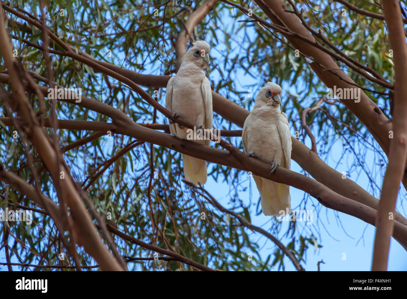Pastinator hi-res stock photography and images - Alamy