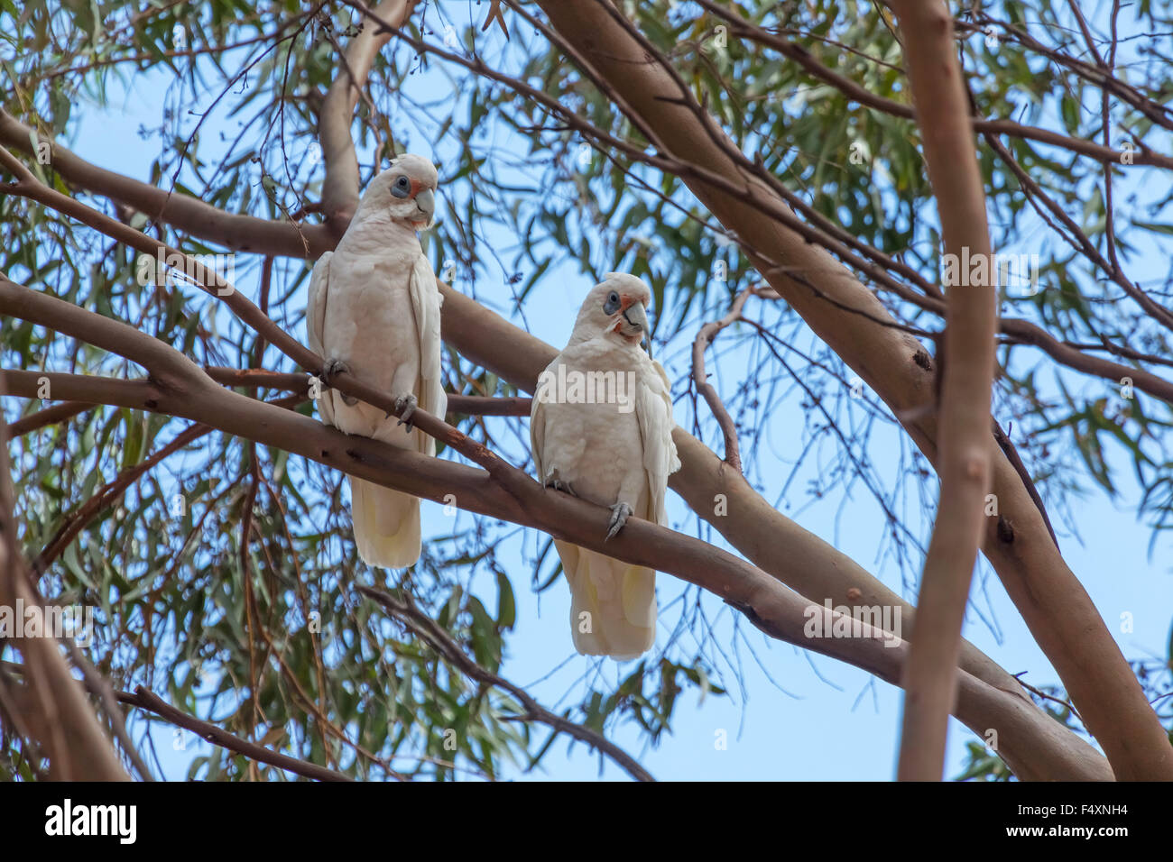 Long billed corella cockatoo hi-res stock photography and images - Alamy