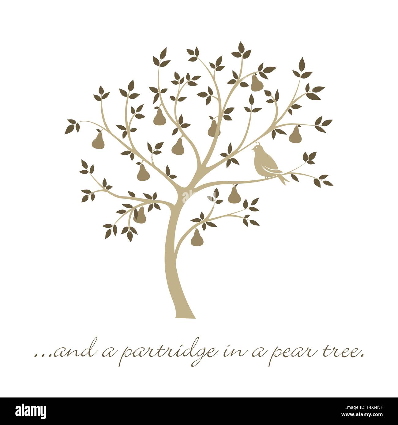 Christmas partridge in a pear tree hi-res stock photography and images ...