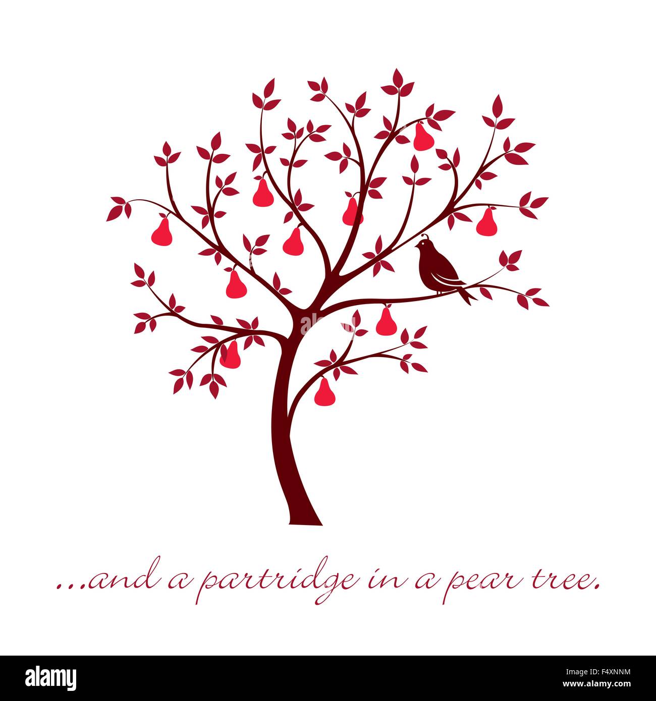 Partridge pear tree illustration Stock Vector Images - Alamy