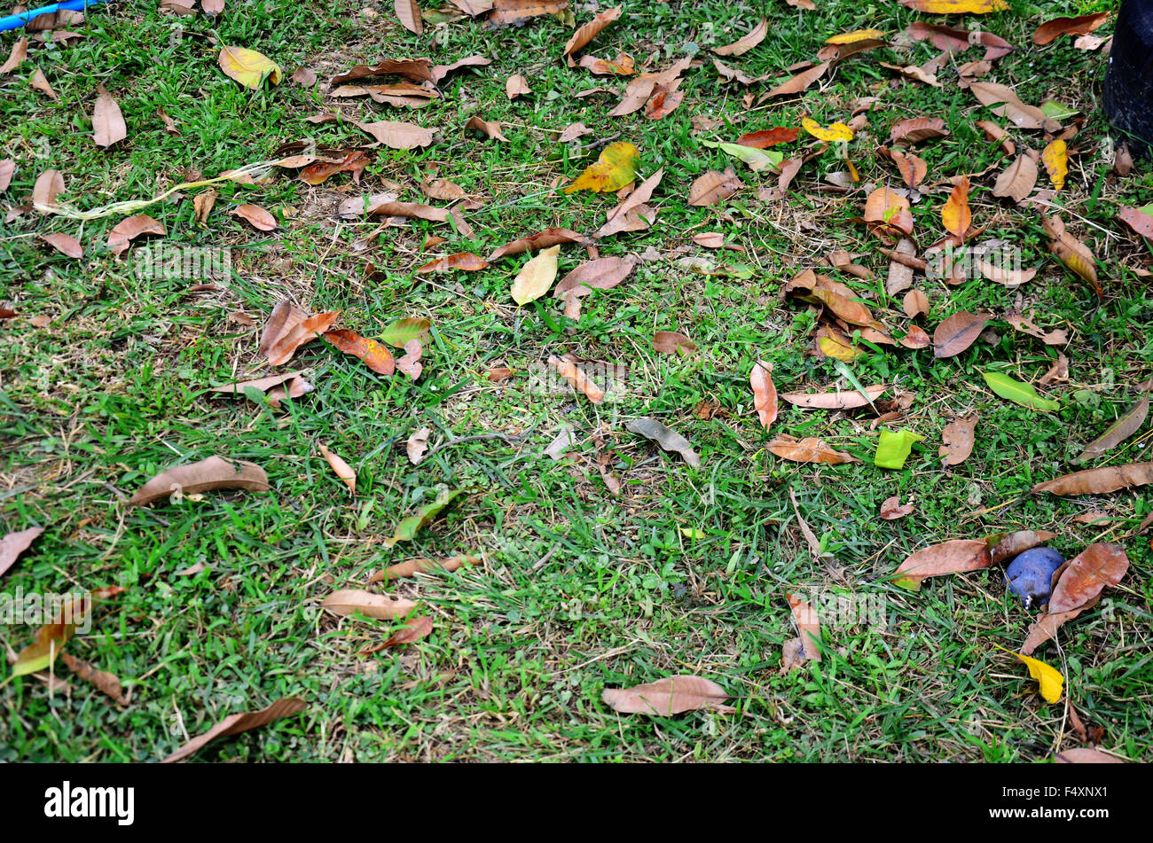 Grass and leaf background on floor in garden Stock Photo - Alamy