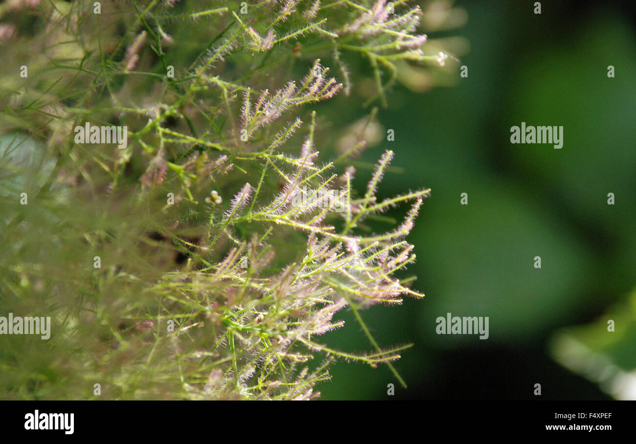 Green smoke bush Cotinus Coggygria flower fluffy branches in urban ...