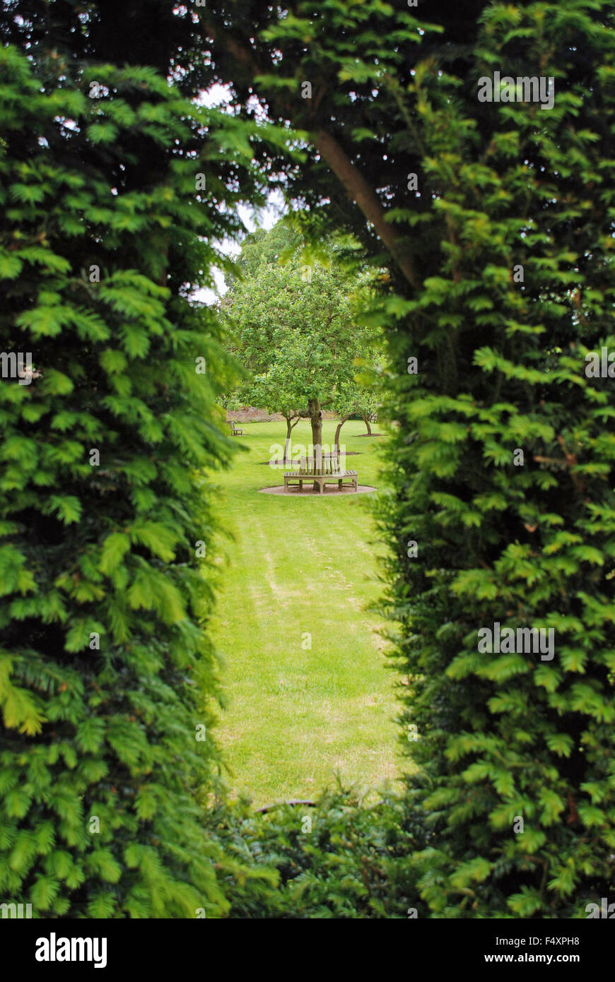 Window in trimmed hedge hi-res stock photography and images - Alamy