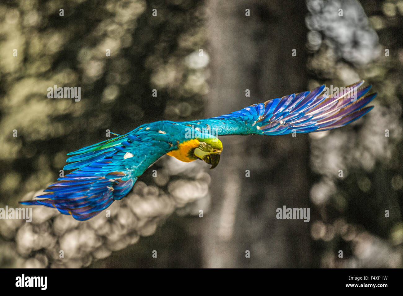 In Australia a very colourful parrots is flying along a park. It has ...