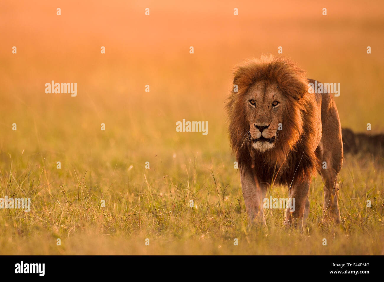 LION AND SUN ! Lion captured in backlight ! Stock Photo - Alamy