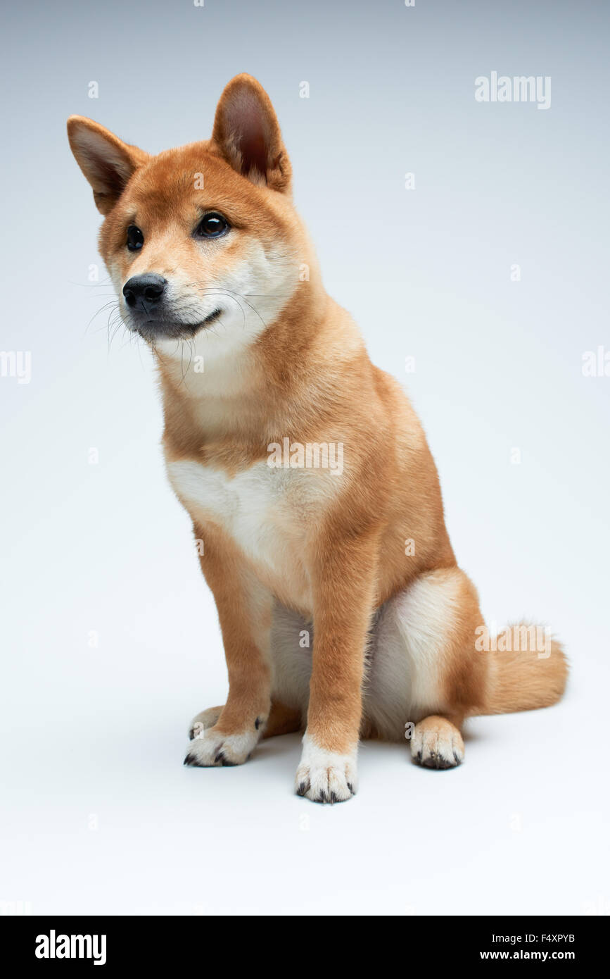 Qute and adorable shiba inu puppy on pure white background Stock Photo ...