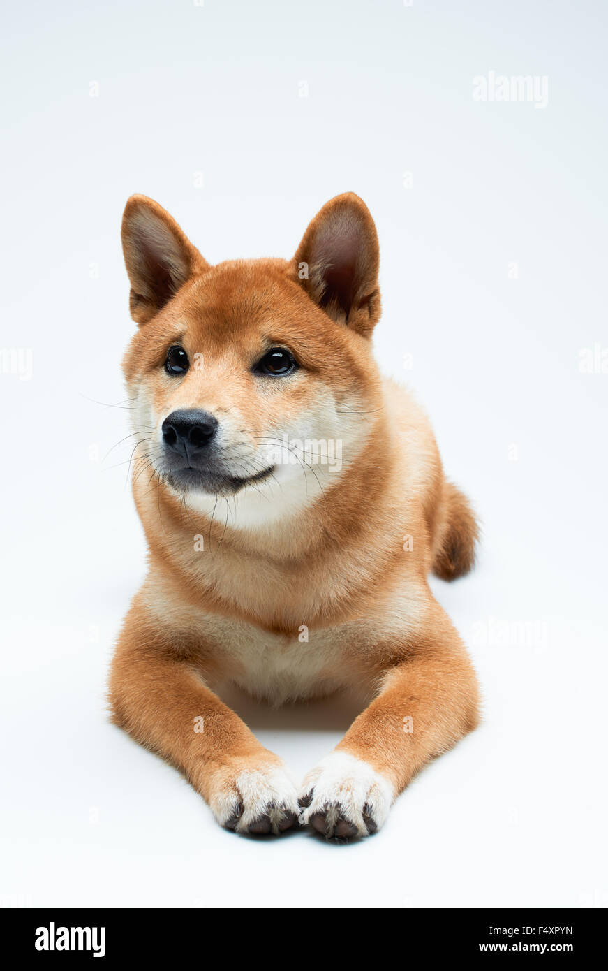 Qute and adorable shiba inu puppy on pure white background Stock Photo ...