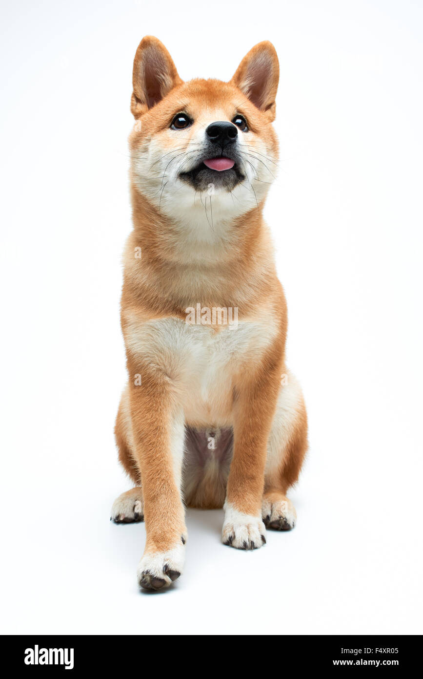 Qute and adorable shiba inu puppy on pure white background Stock Photo ...