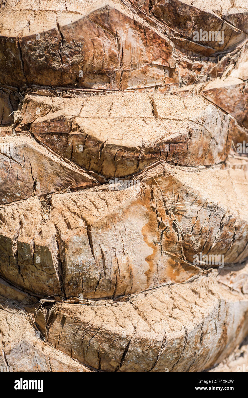 Closeup detail of the bark on a date palm tree background wallpaper ...