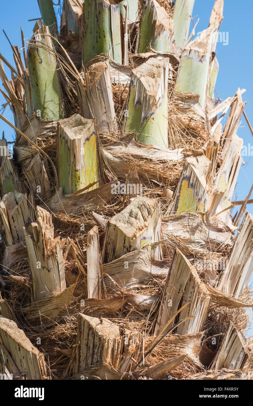 Closeup detail of the bark on a date palm tree background wallpaper ...