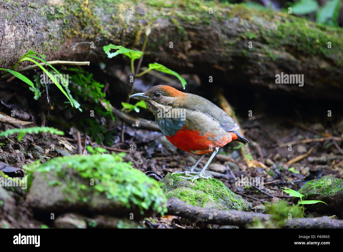 Whiskered Pitta (Erythropitta kochi) in Luzon, Philippines Stock Photo ...