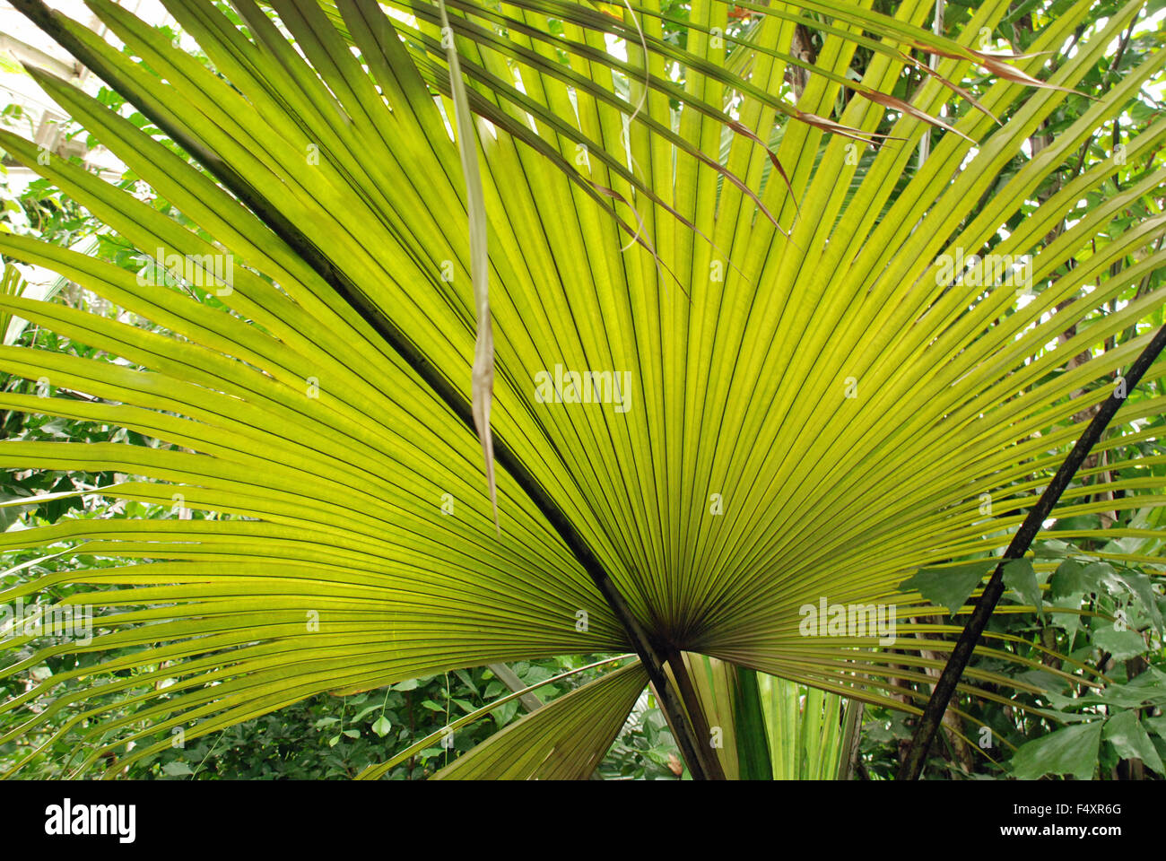 Palm tree leaves green large at Kew Botanical Gardens in London ...