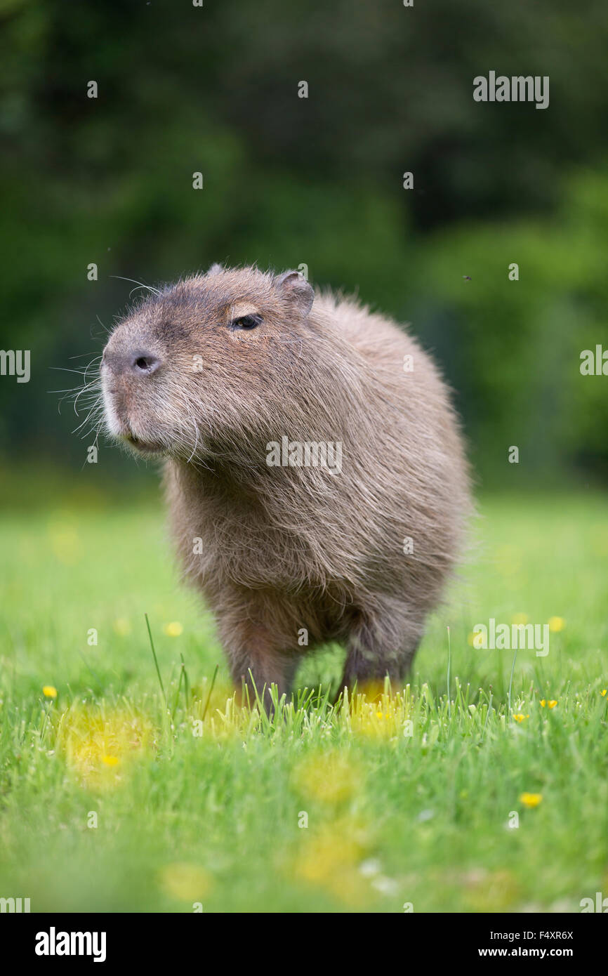 Capybara hi-res stock photography and images - Alamy