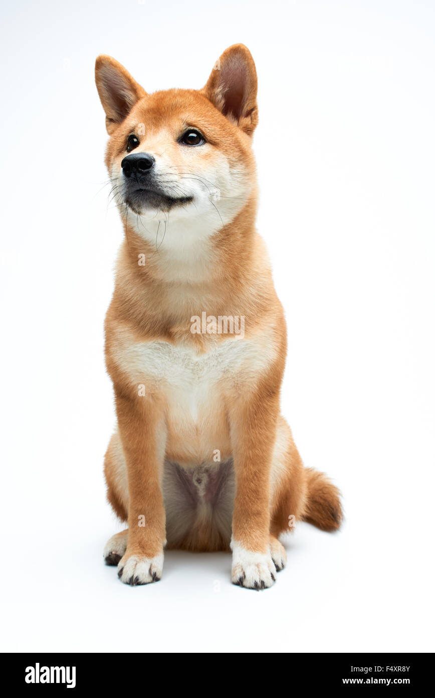 Qute and adorable shiba inu puppy on pure white background Stock Photo ...
