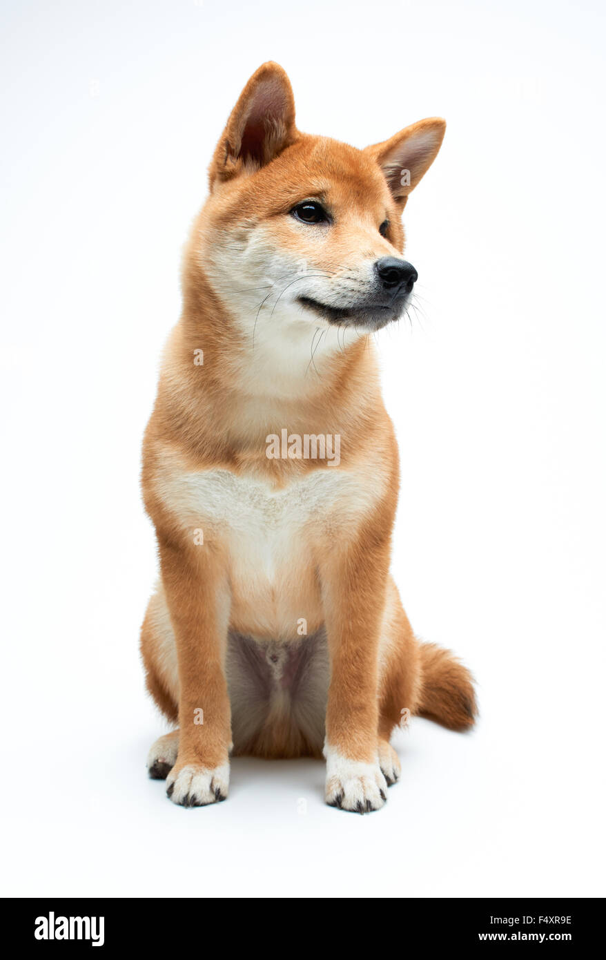 Qute and adorable shiba inu puppy on pure white background Stock Photo ...