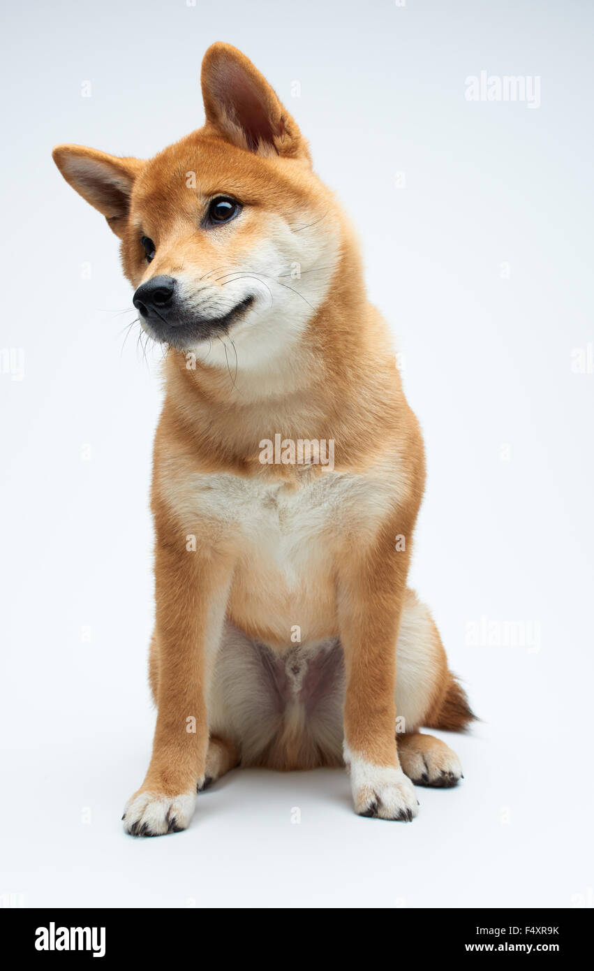 Qute and adorable shiba inu puppy on pure white background Stock Photo ...
