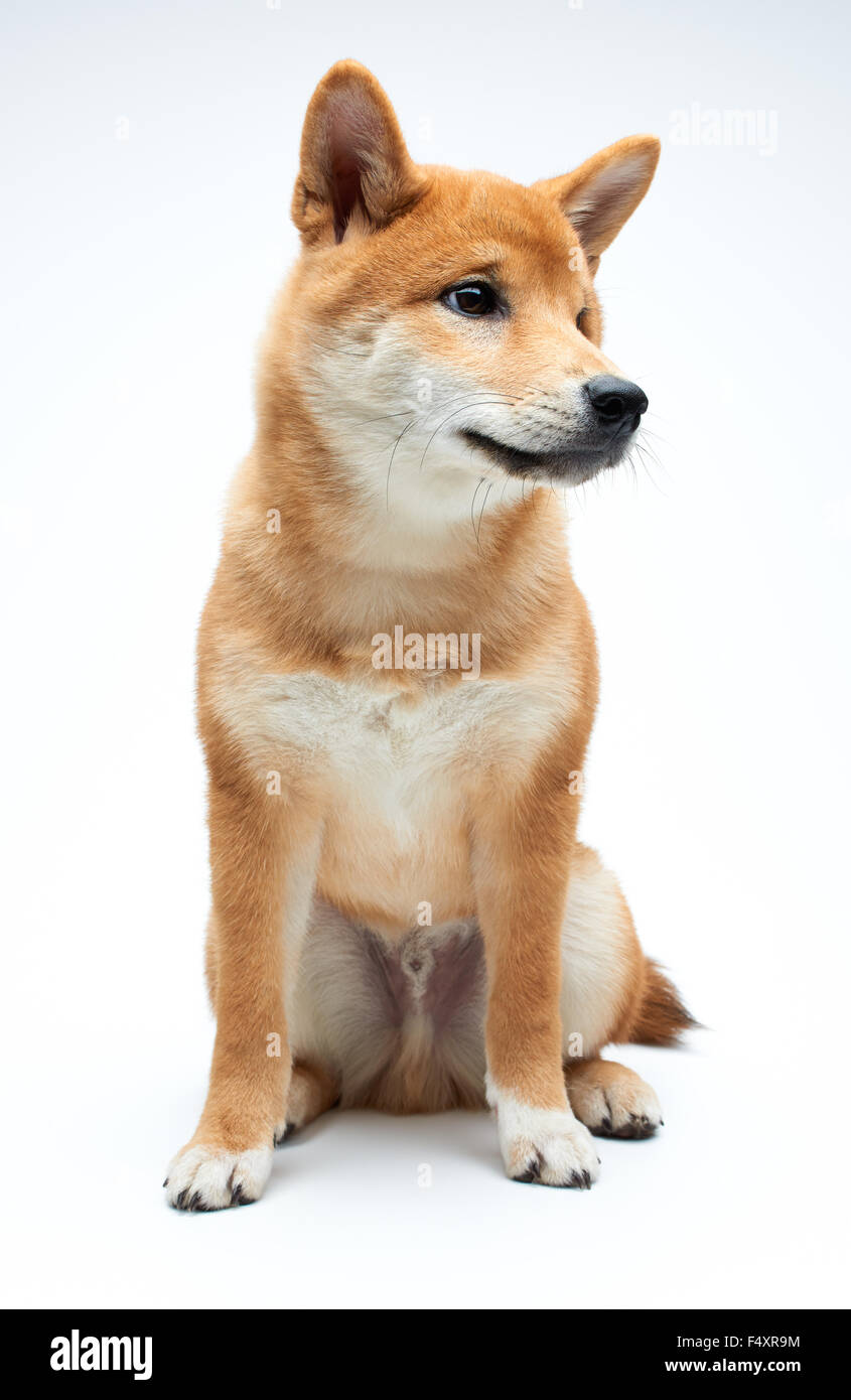 Qute and adorable shiba inu puppy on pure white background Stock Photo ...