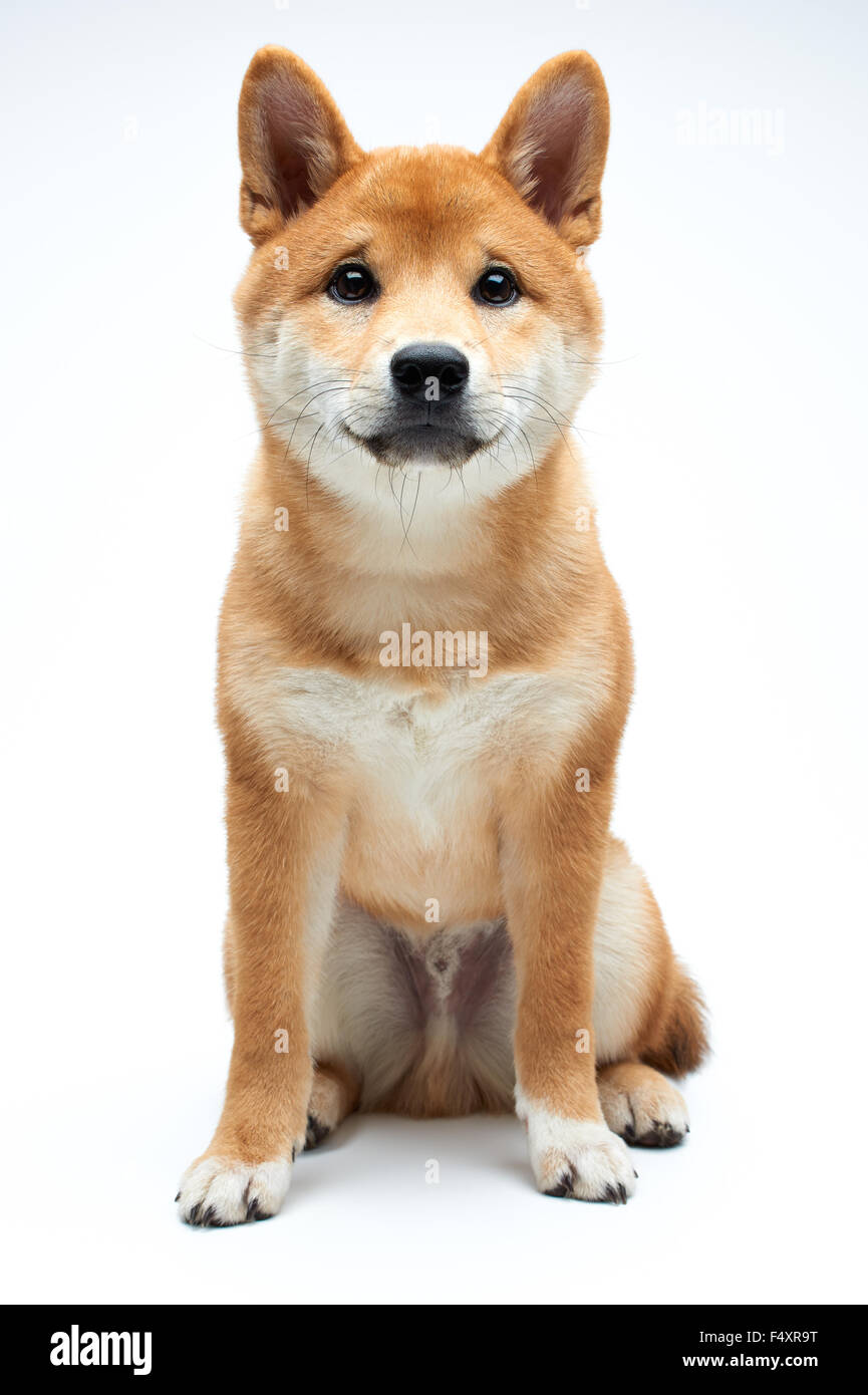 Qute and adorable shiba inu puppy on pure white background Stock Photo ...