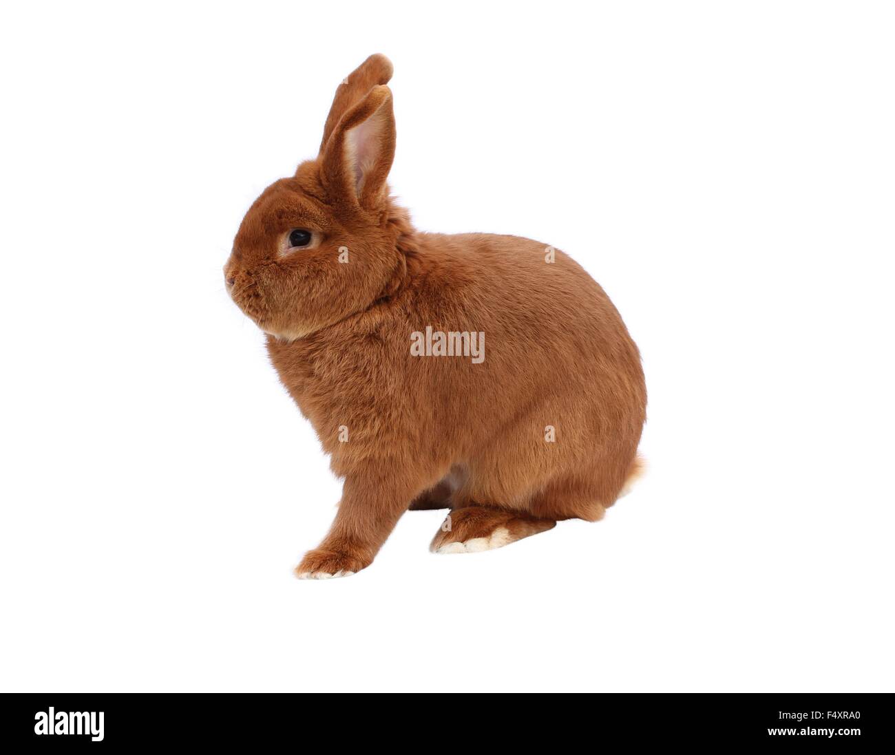 New Zealand purebred red rabbit on white background Stock Photo - Alamy