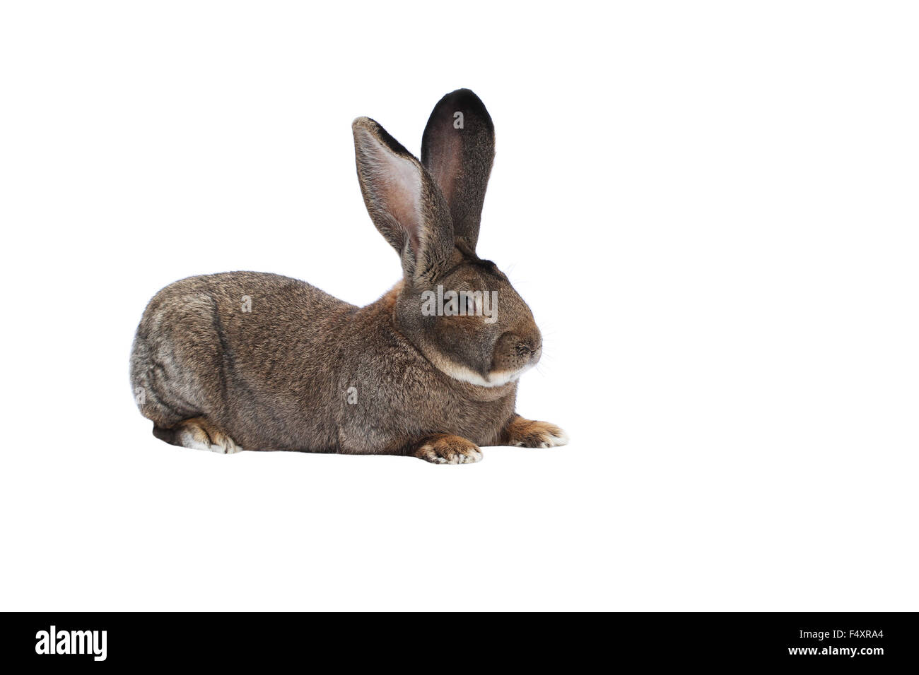 Purebred rabbit Belgian Giant on white background Stock Photo - Alamy