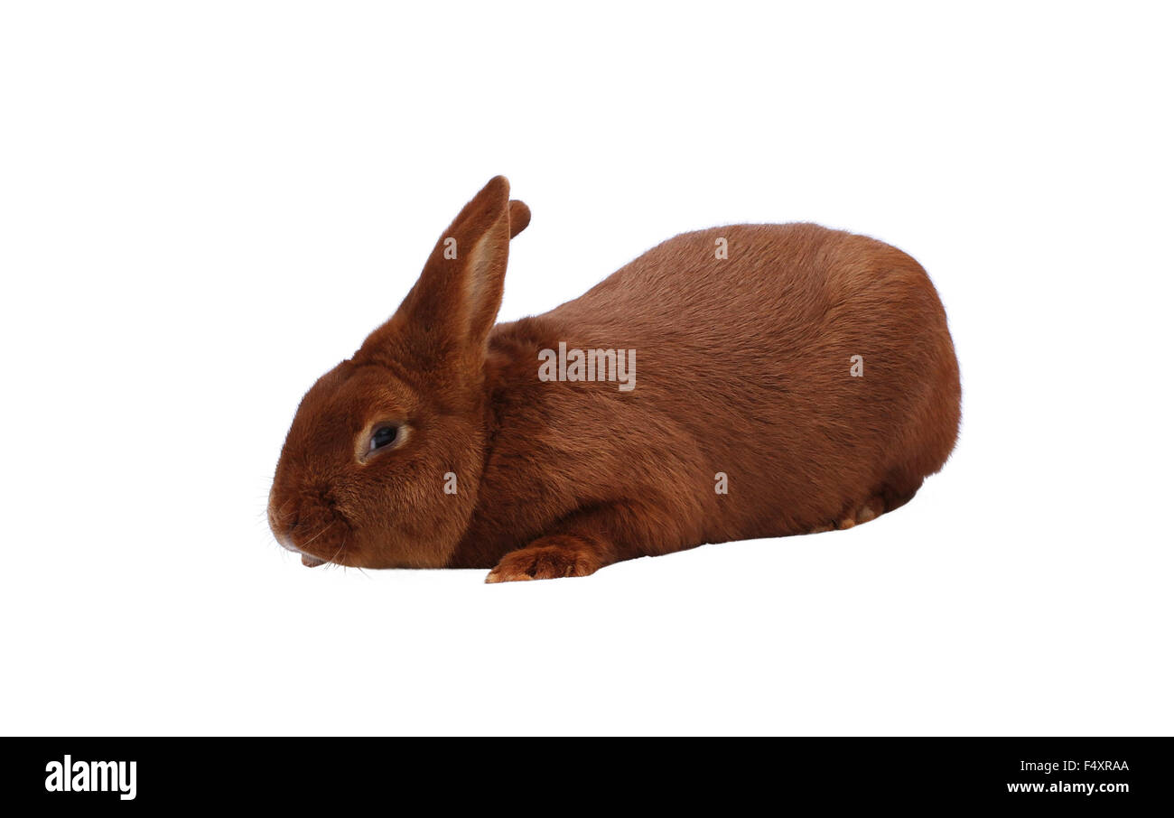 New Zealand purebred red rabbit on white background Stock Photo - Alamy