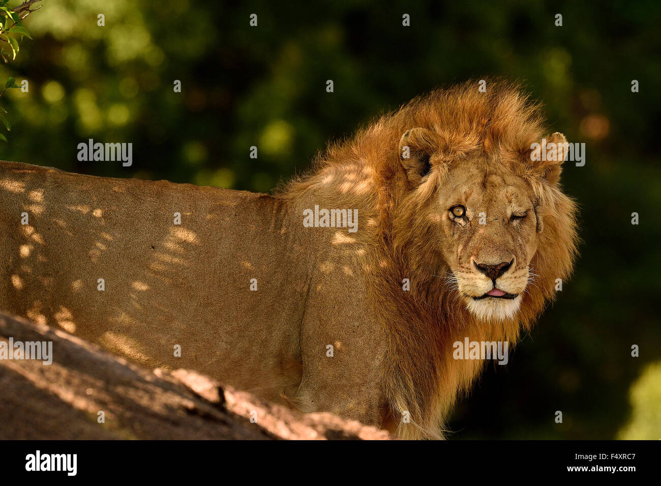 Lion wallpaper hi-res stock photography and images - Alamy