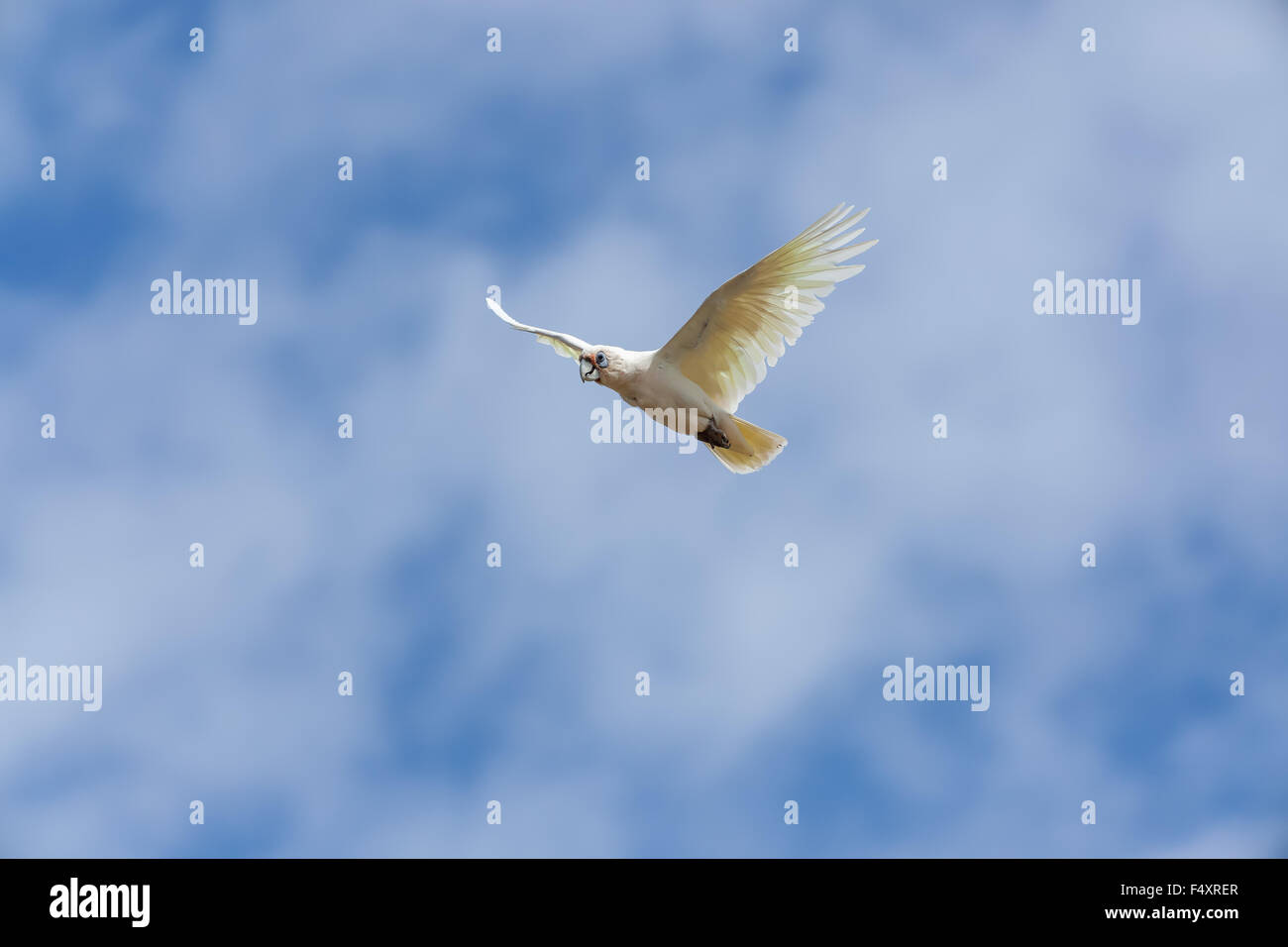Western corella (Cacatua pastinator pastinator), or Western Long-billed ...