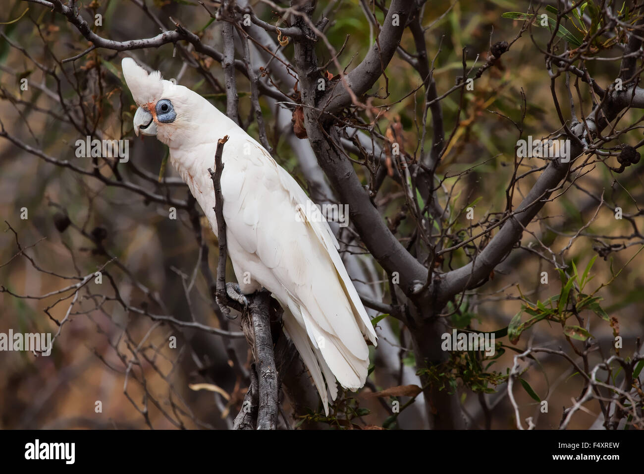 Western corella (Cacatua pastinator pastinator Stock Photo - Alamy