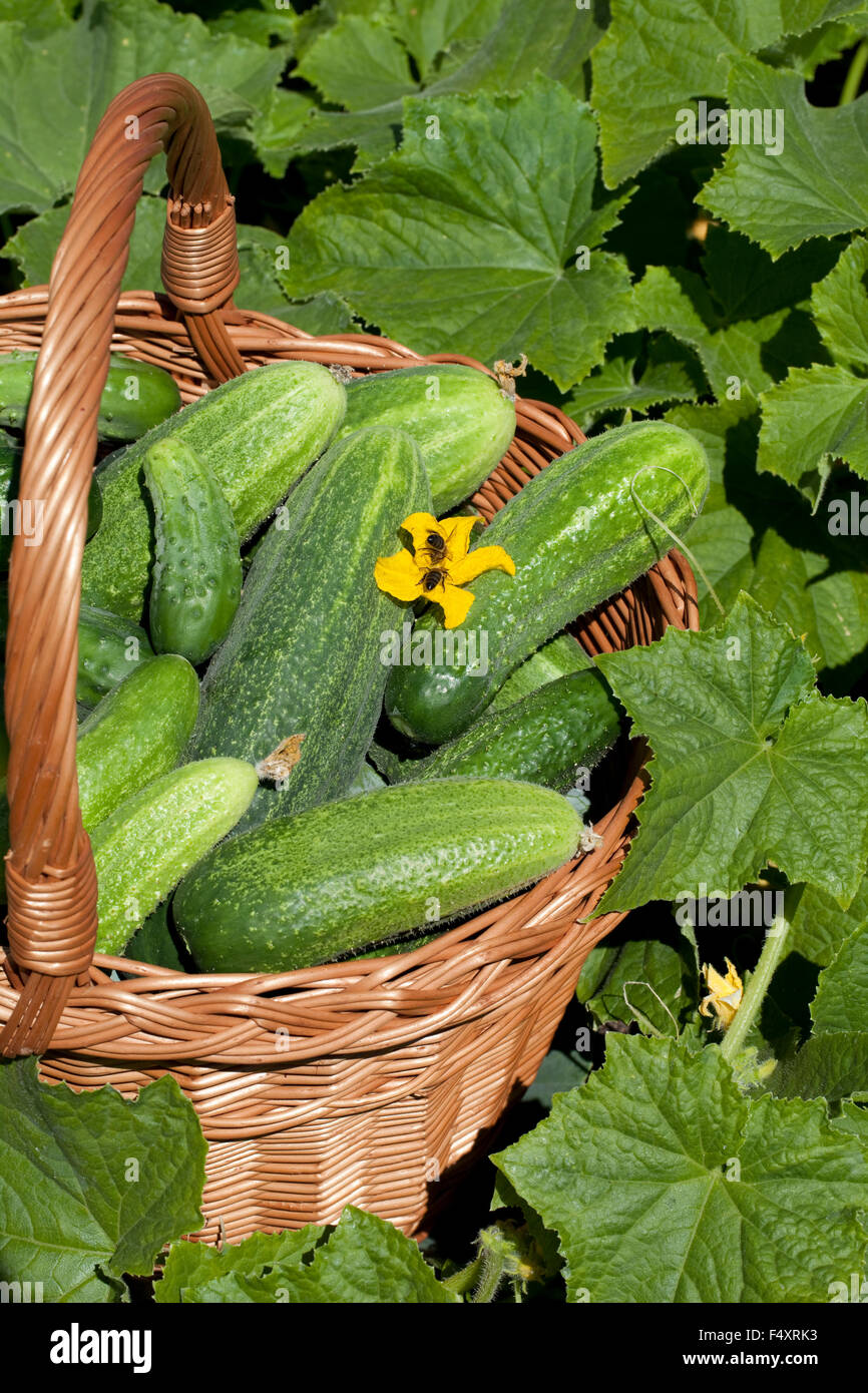 Green food stands hi-res stock photography and images - Alamy