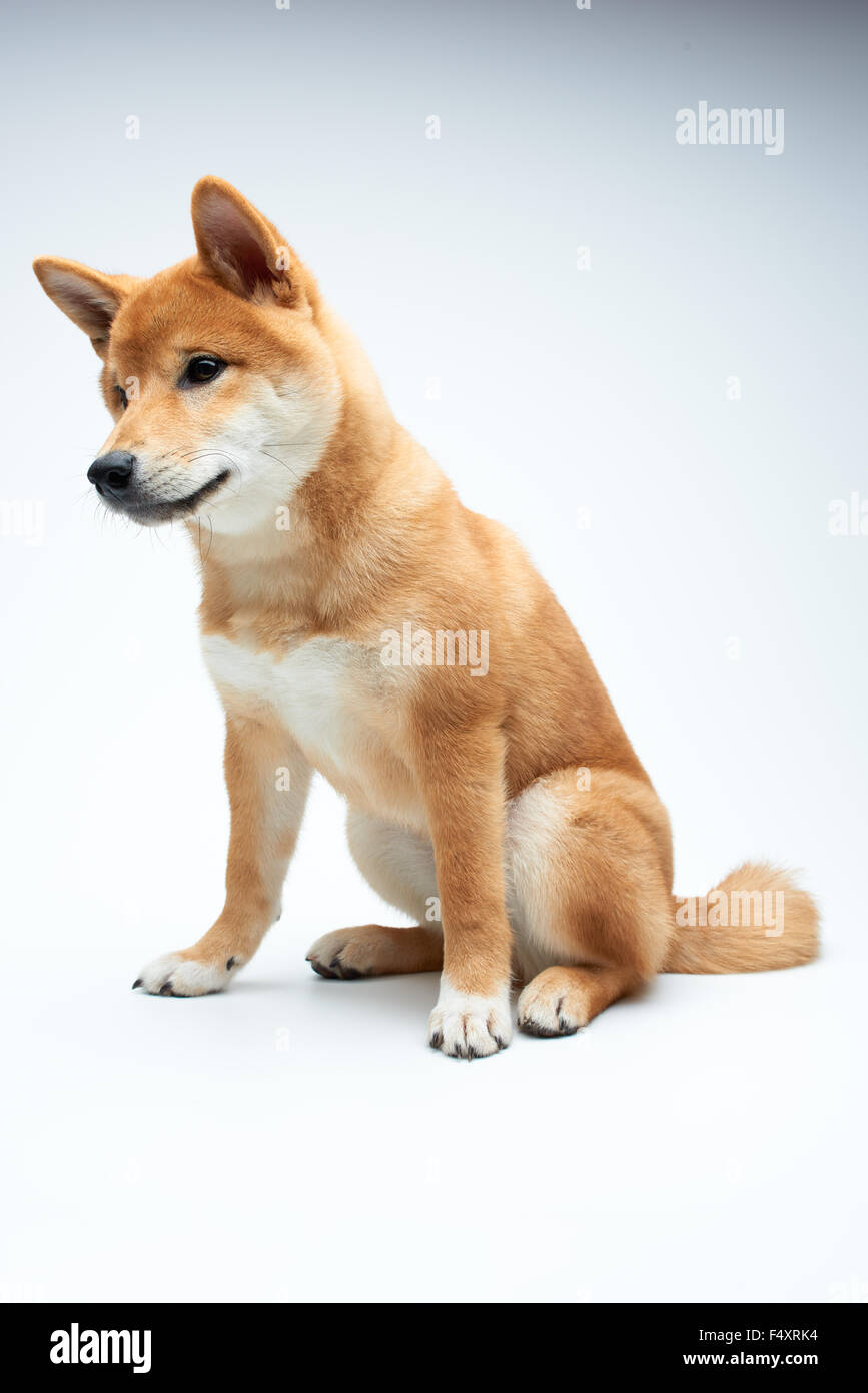 Qute and adorable shiba inu puppy on pure white background Stock Photo ...
