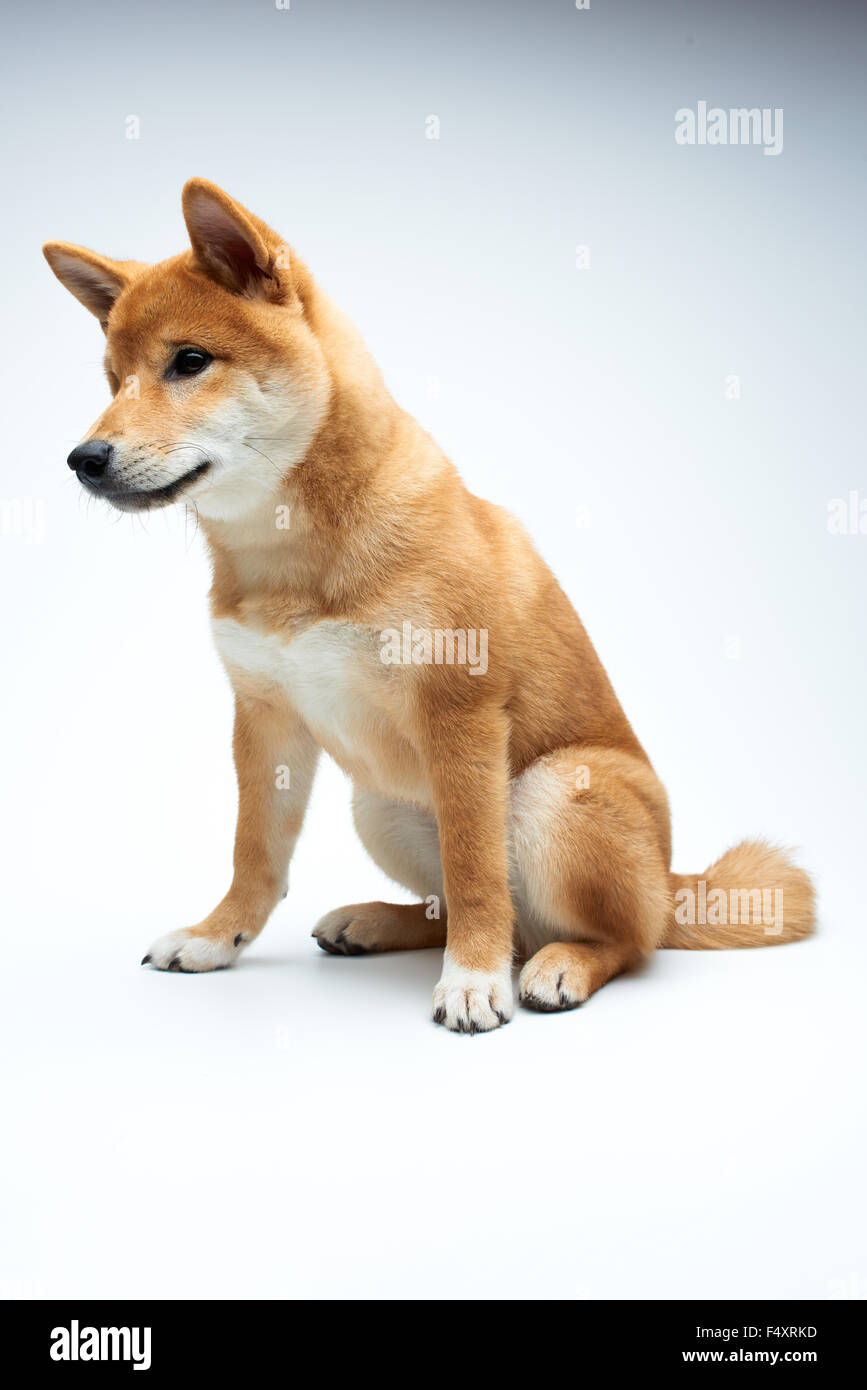 Qute and adorable shiba inu puppy on pure white background Stock Photo ...