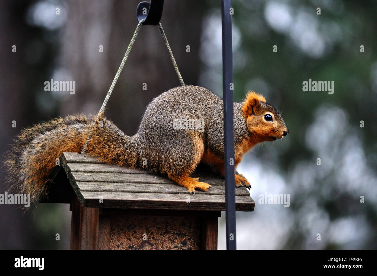Big Squirrel High Resolution Stock Photography and Images - Alamy