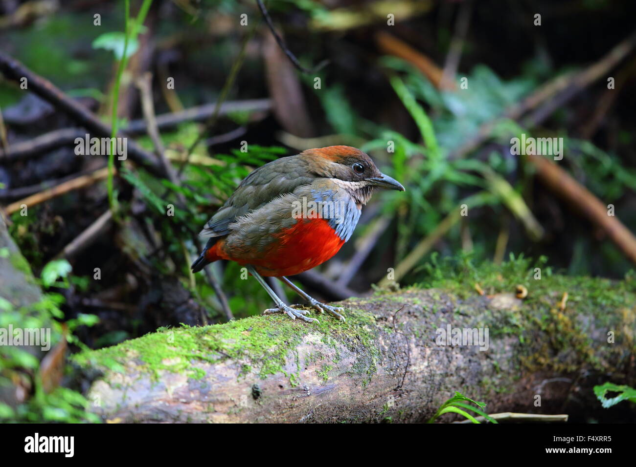 Whiskered Pitta (Erythropitta kochi) in Luzon, Philippines Stock Photo ...