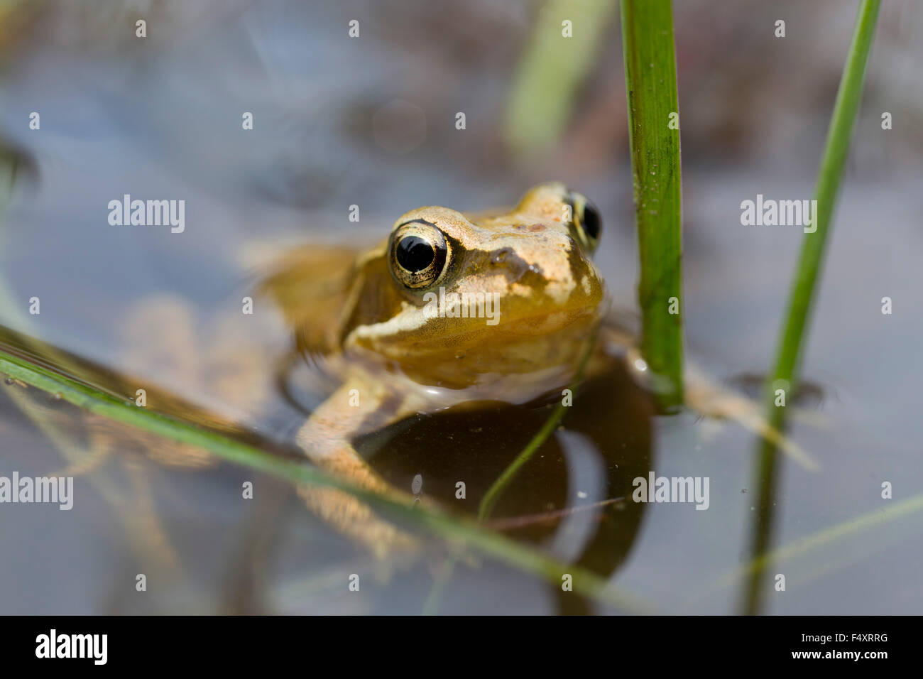 Common_frog hi-res stock photography and images - Alamy